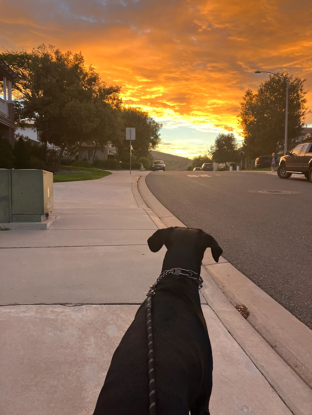 Good Boy Pet Concierge